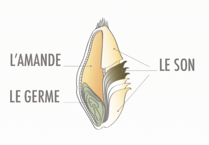 Farinede blé - La ferme de Bellevue